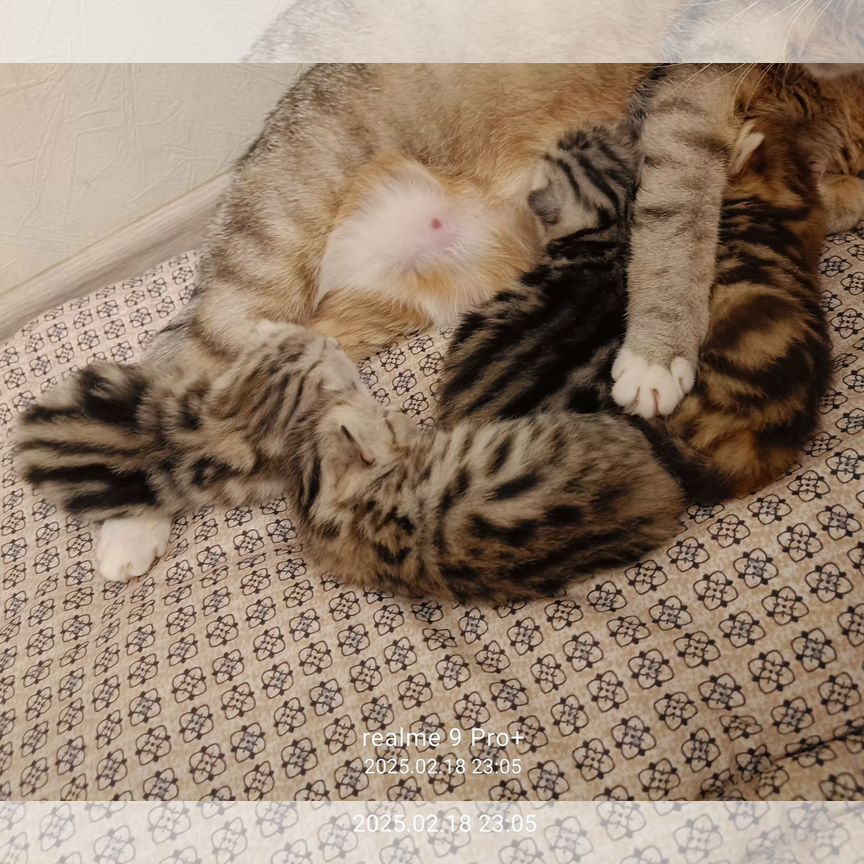 Британские котята