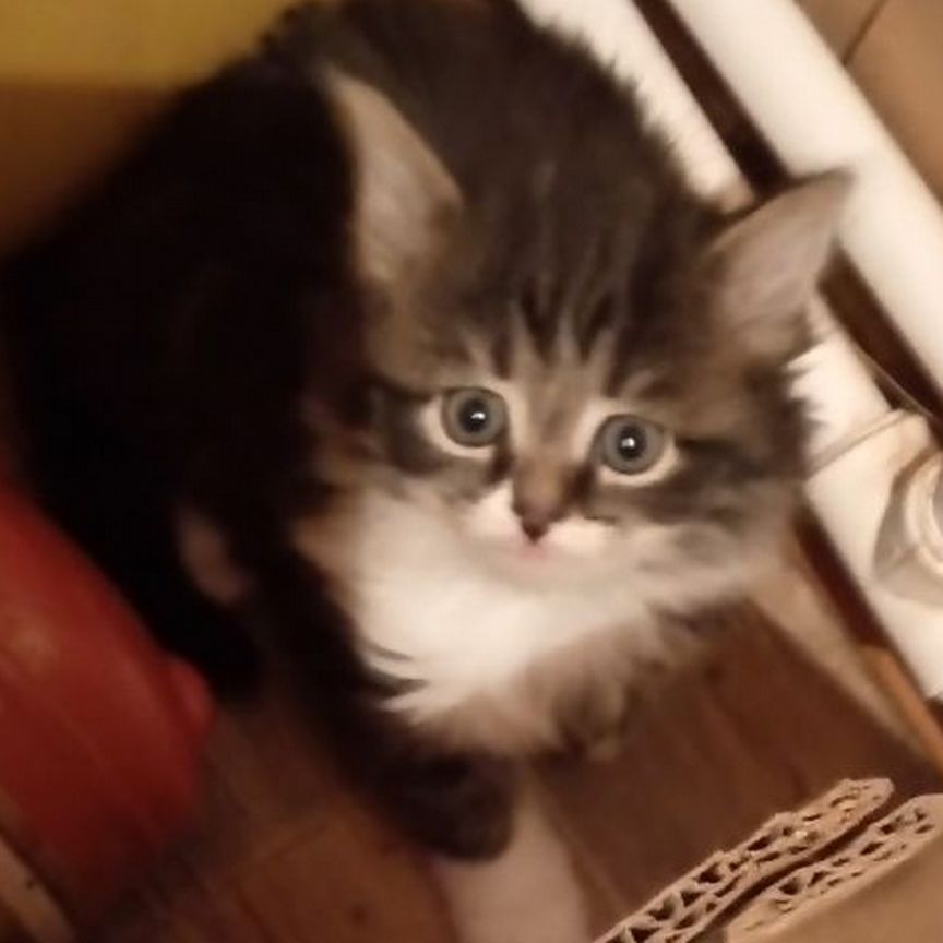 Котёнок в добрые руки