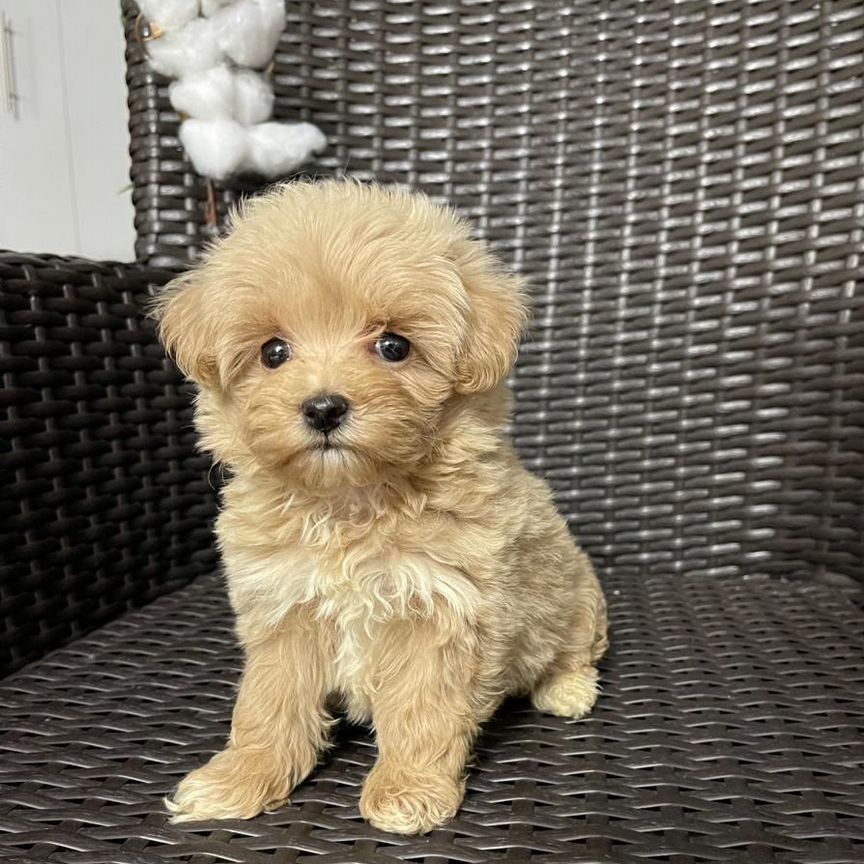 Мальтипу, щенок