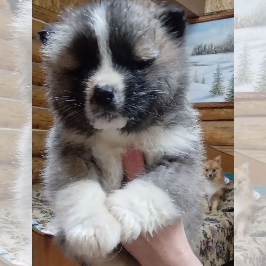 Акита-ину, щенок