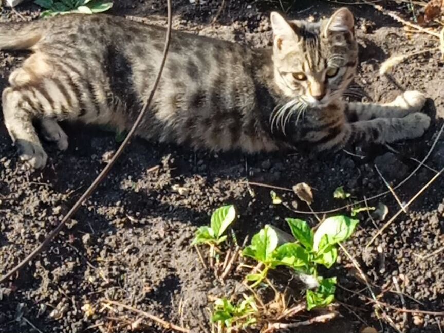 Котик 4 месяца метис бесплатно