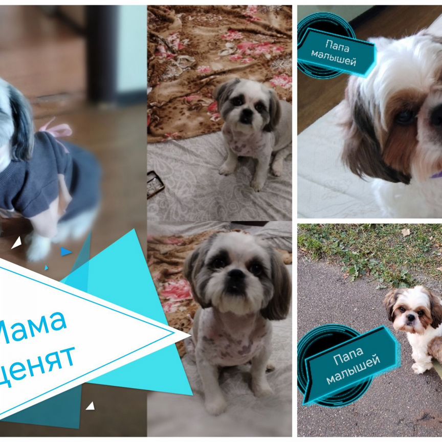 Малыши ши-тцу