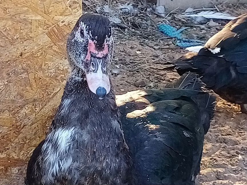 Селезень индоутки