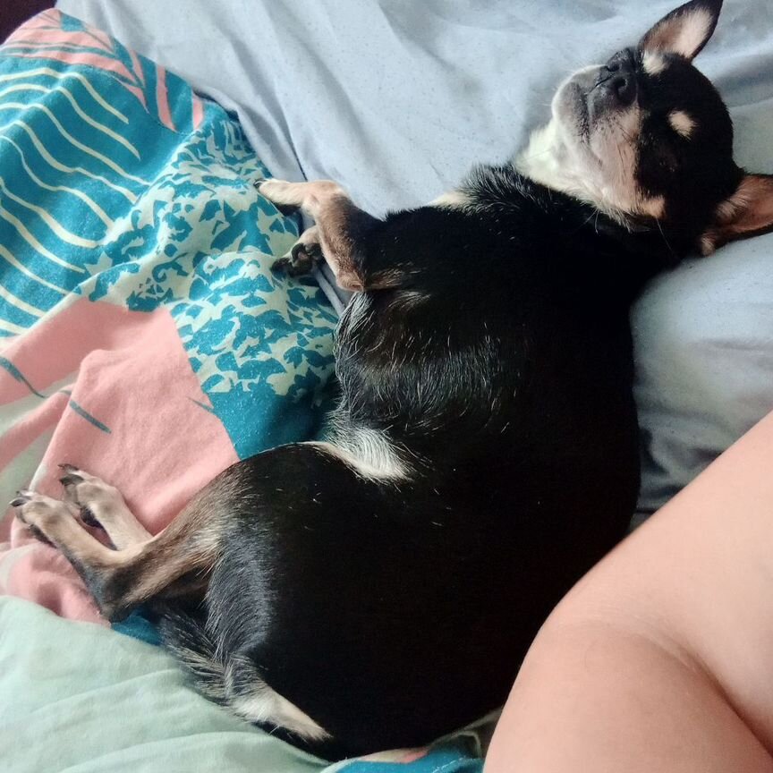 Русский той-терьер, взрослый пёс