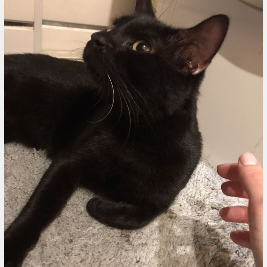 Молодой котик