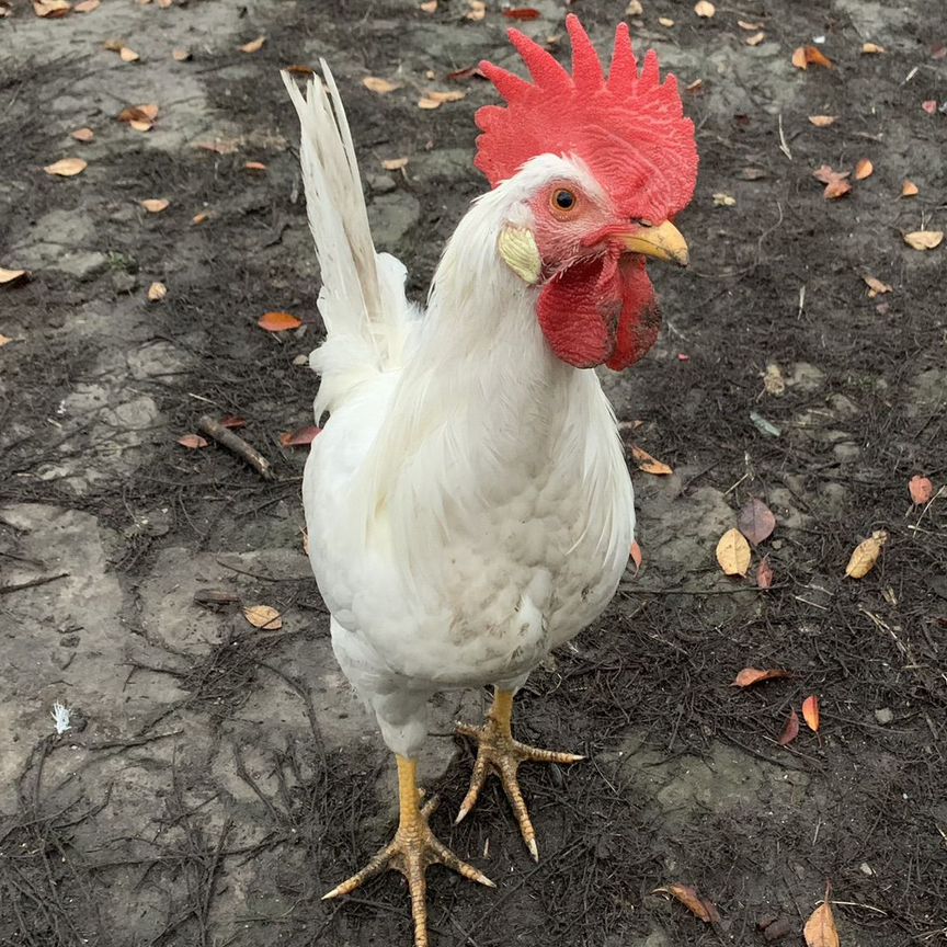 Молодые петухи белый леггорн
