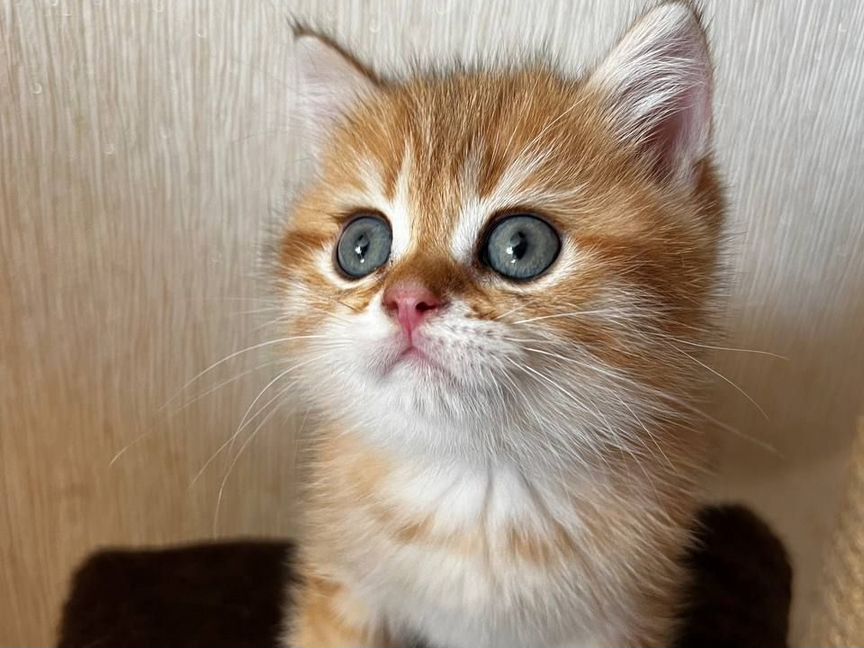 Котята золотой шишшиллы