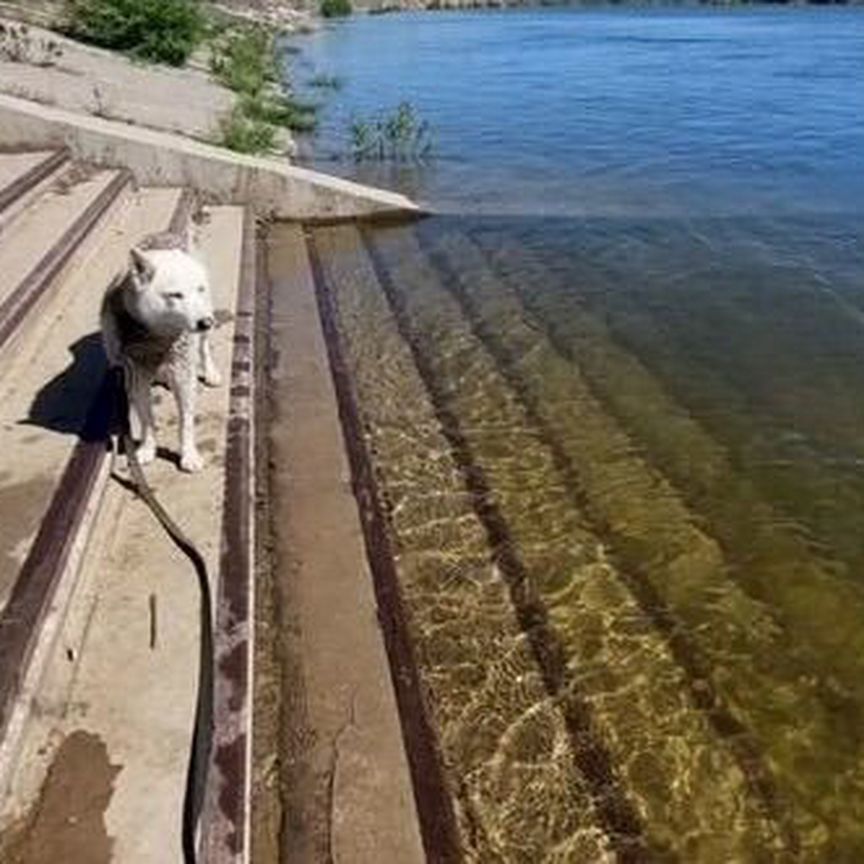 Отдам Хаски в добрые руки
