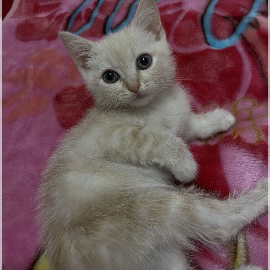Отдам британского котенка