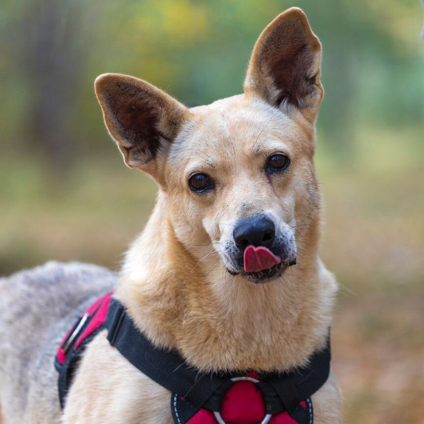 Собака в добрые руки бесплатно дар