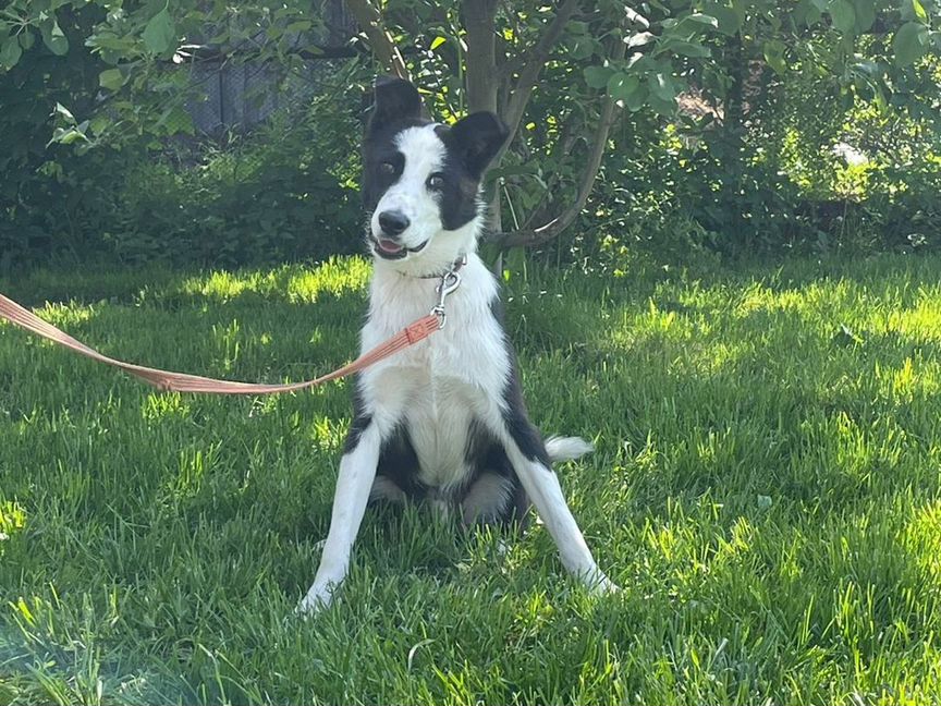 Щенок Федя мечтает стать домашним