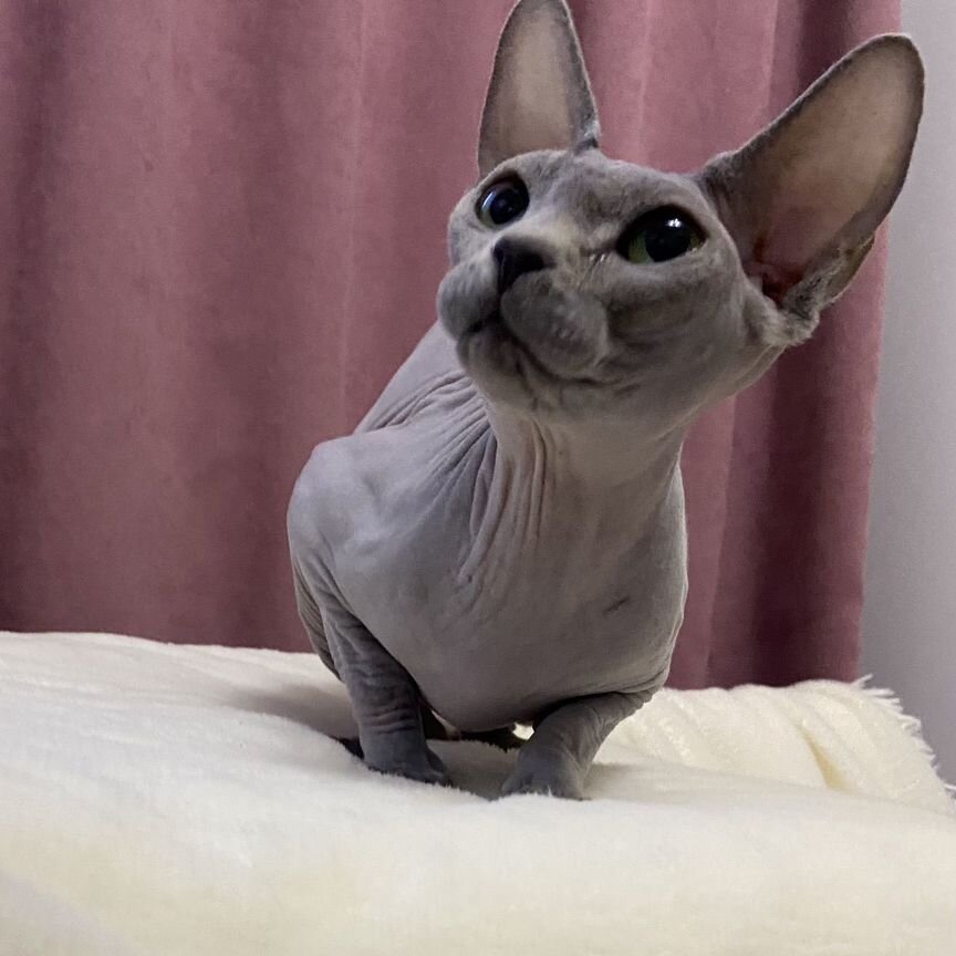 Канадский сфинкс девочка