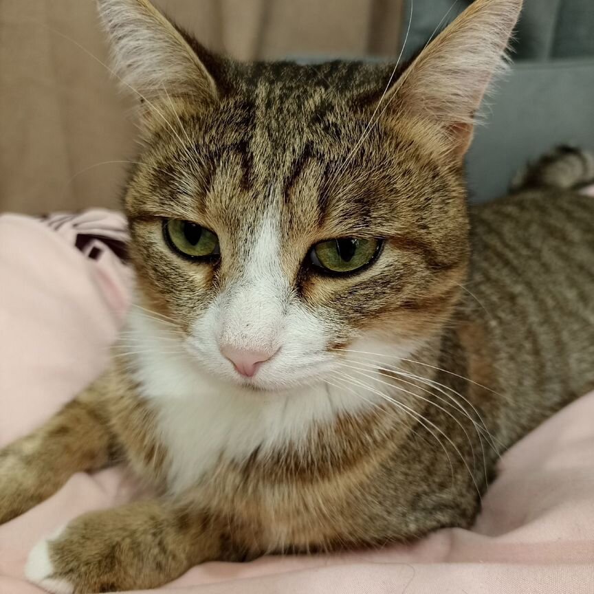 Взрослый кот в добрые руки