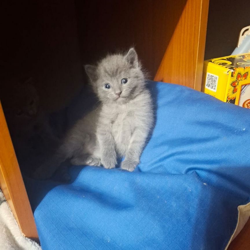 Отдам в добрые руки котят