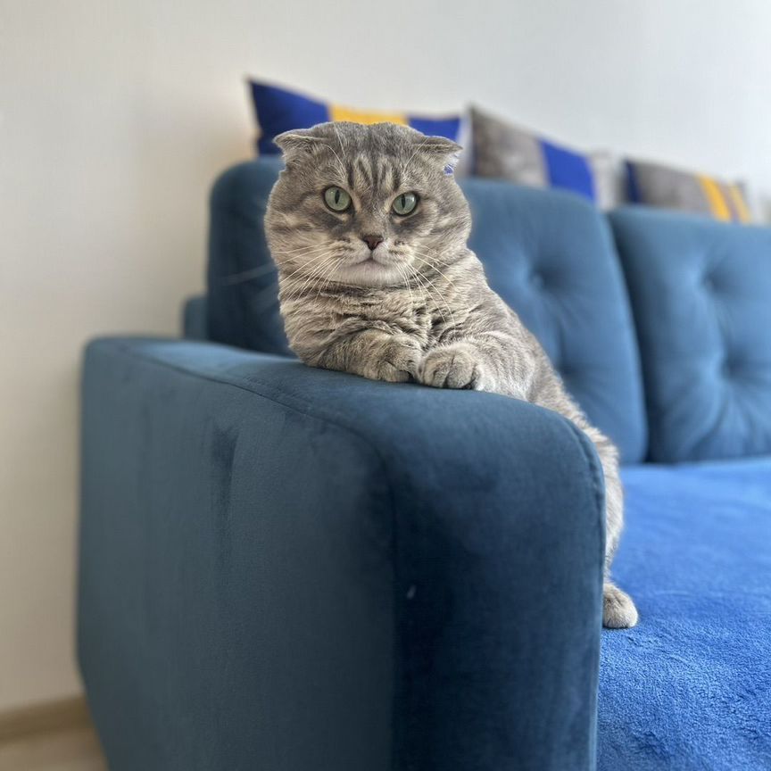 Шотландский вислоухий кот