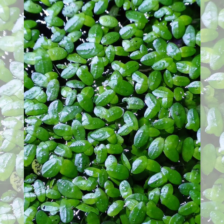 Ряска для аквариума