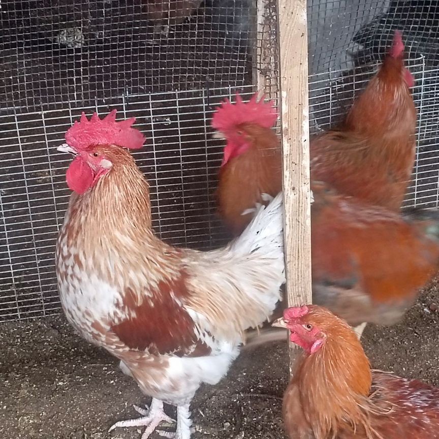 Петухи домашние