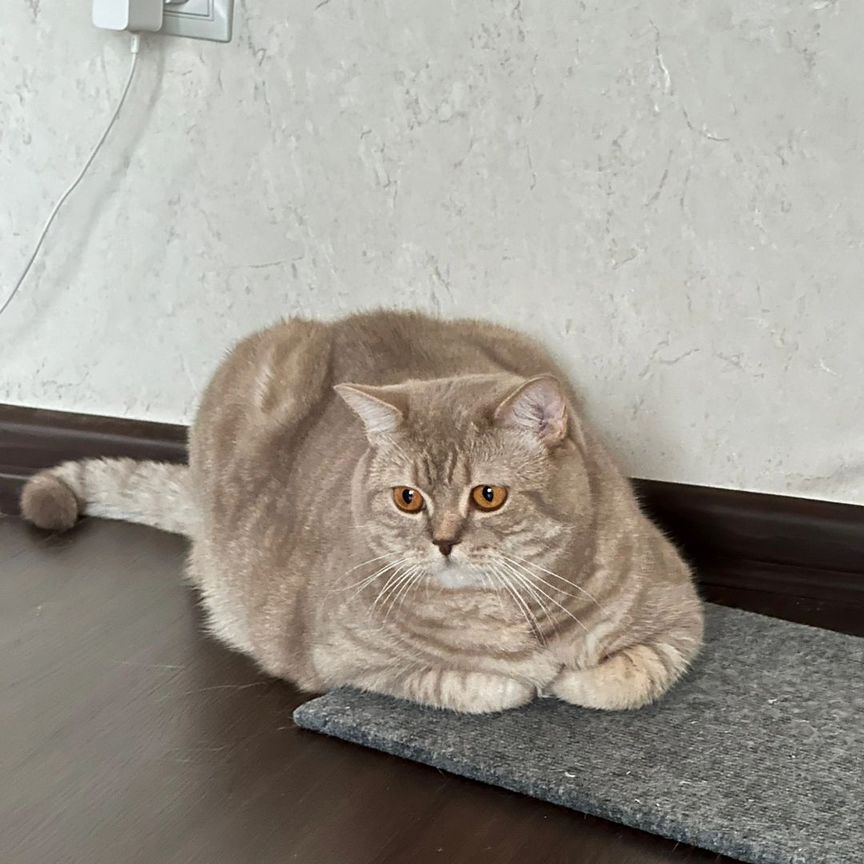 Отдам в добрые руки кошечку