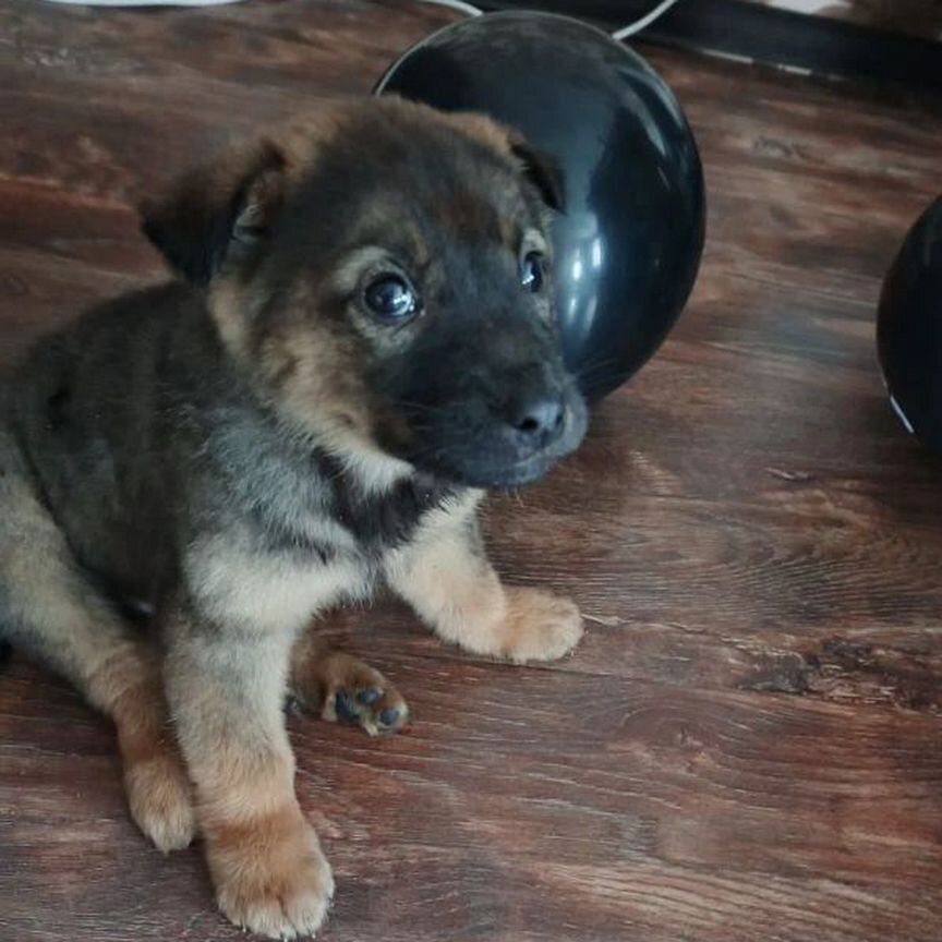 Щенок в добрые руки