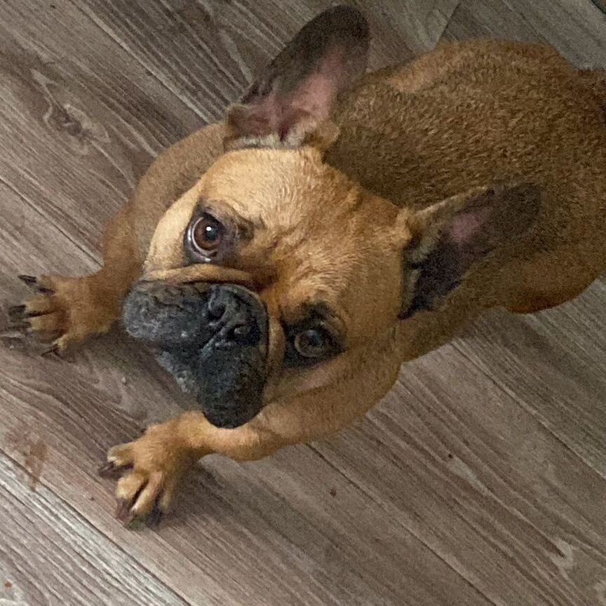 Французский бульдог