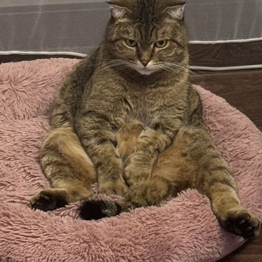 Шотландский вислоухий длинношёрстный кот, взрослый