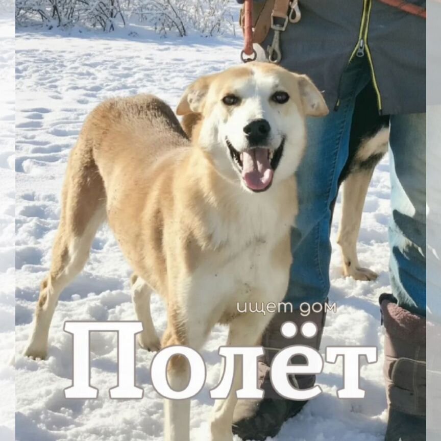 Взрослый пёс в добрые руки