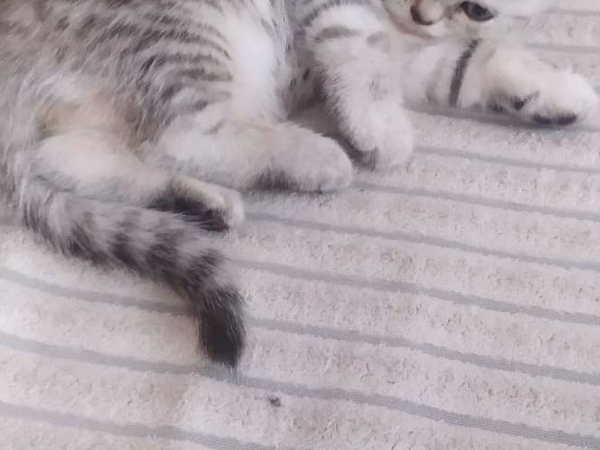 Британская серебристая шиншилла