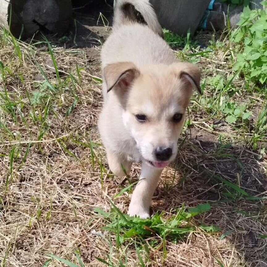 Щенок в добрые руки