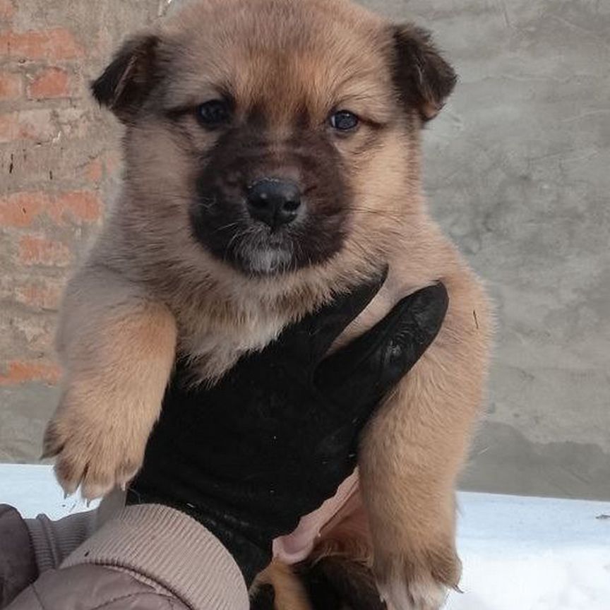 Щенок в добрые руки