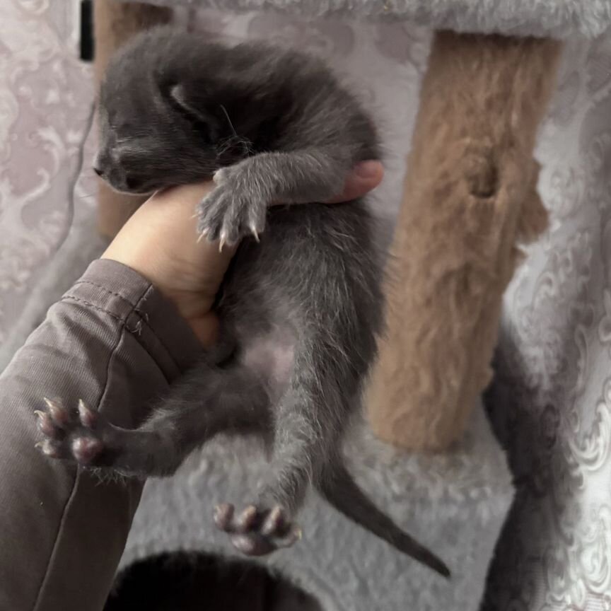 Шотландский прямоухий короткошёрстный котёнок