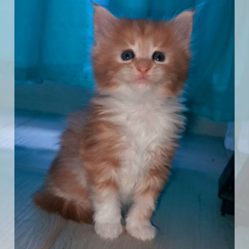 Мейн-кун котёнок