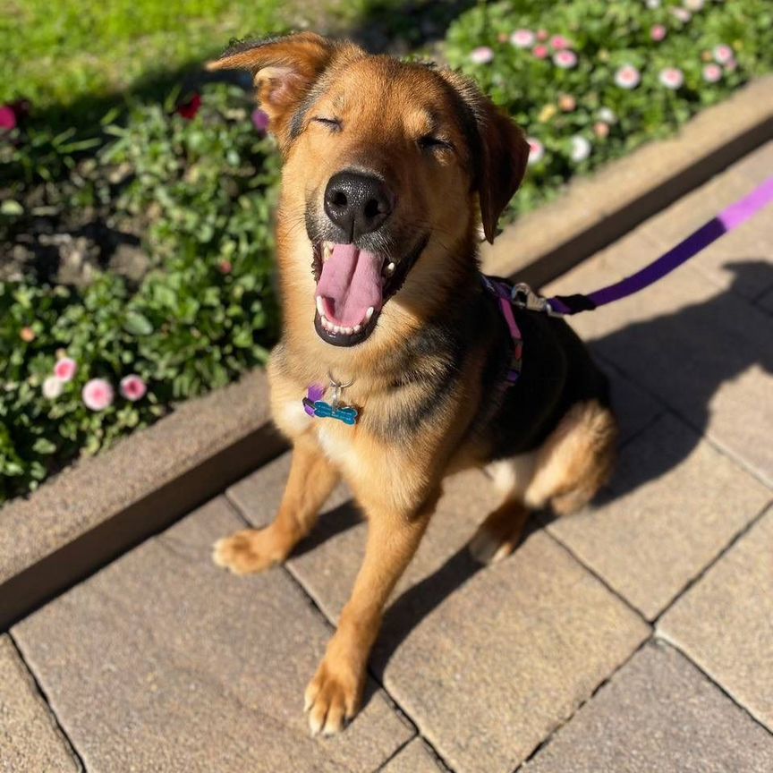 Милейшая немецкая овчарка собака в добрые руки