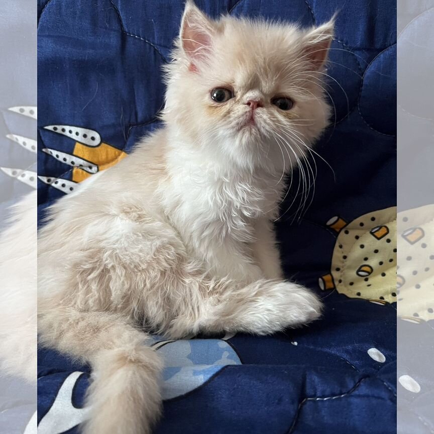 Экзотический короткошёрстный котёнок