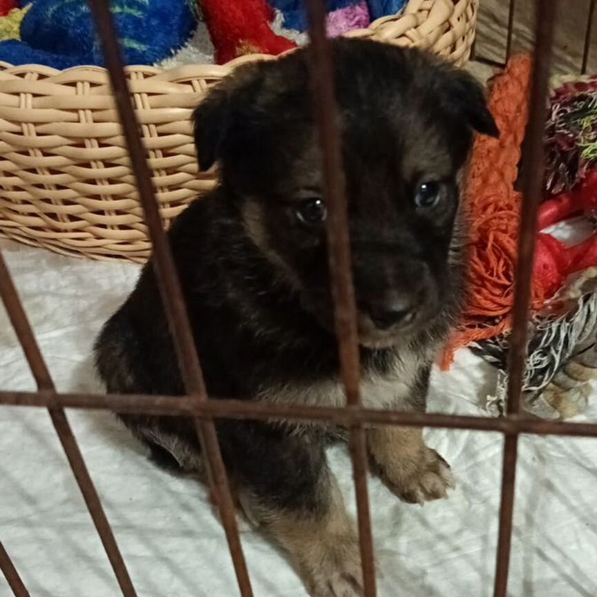 Ищем добрые ручки