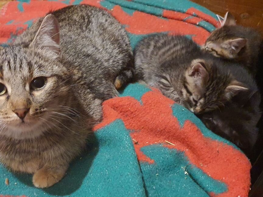 Котята в добрые руки