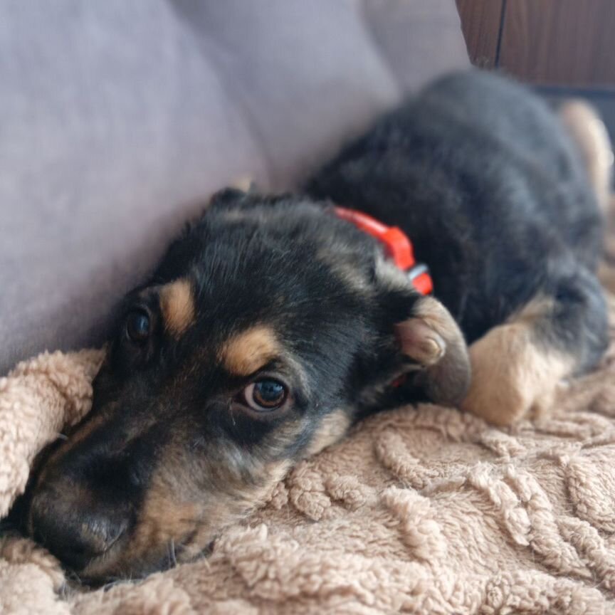 Щенок кобель в добрые руки