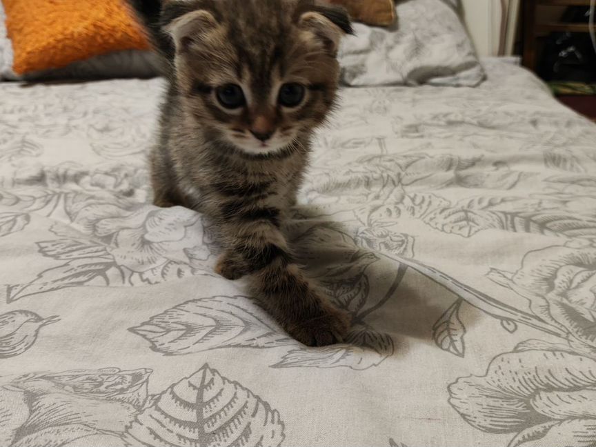 Шотландские котята