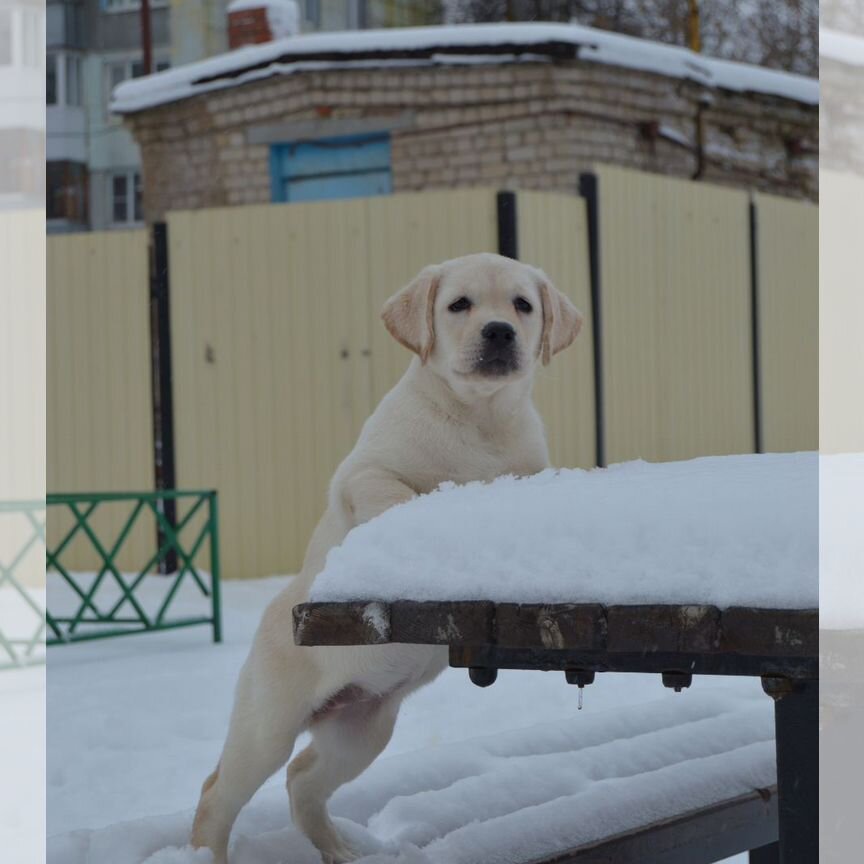 Лабрадор-ретривер, щенок