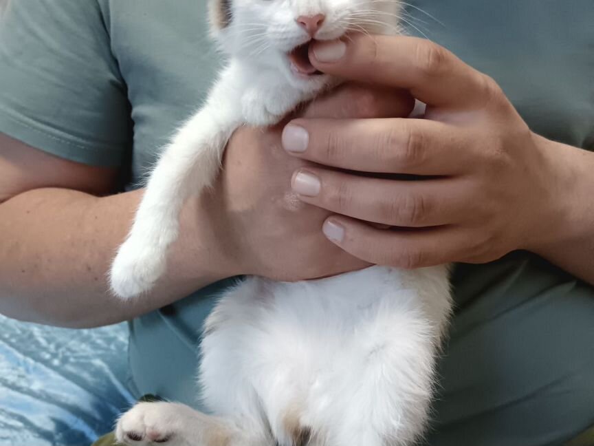 Трехцветный котенок в добрые руки