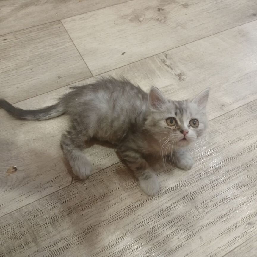 Кошечка шотландская 2,5 месяца