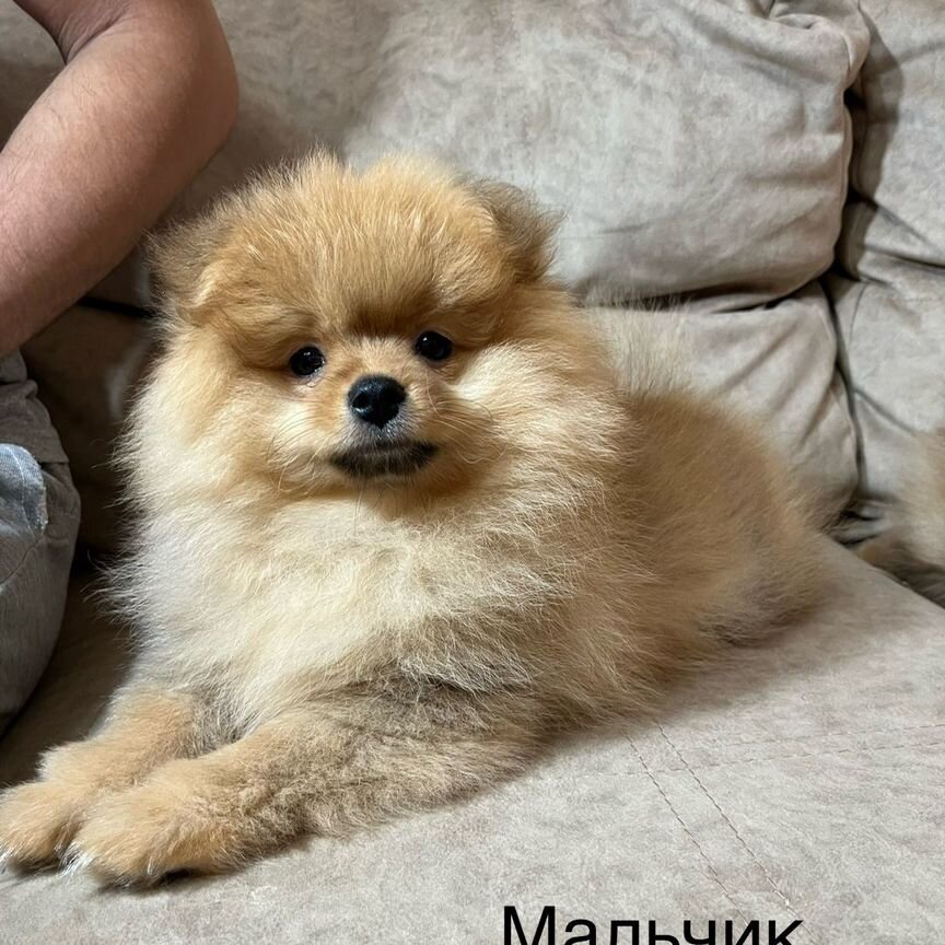 Щенки шпица
