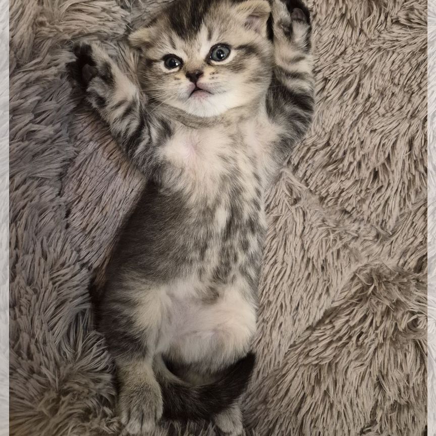 Шотландский вислоухий короткошёрстный котёнок
