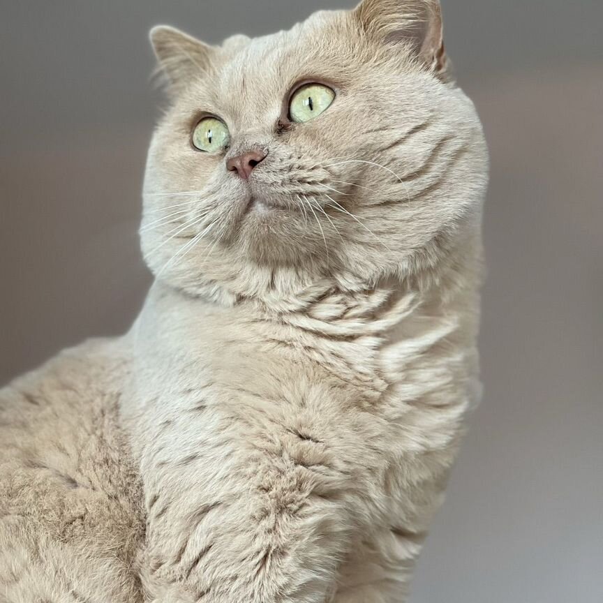 Отдам котика