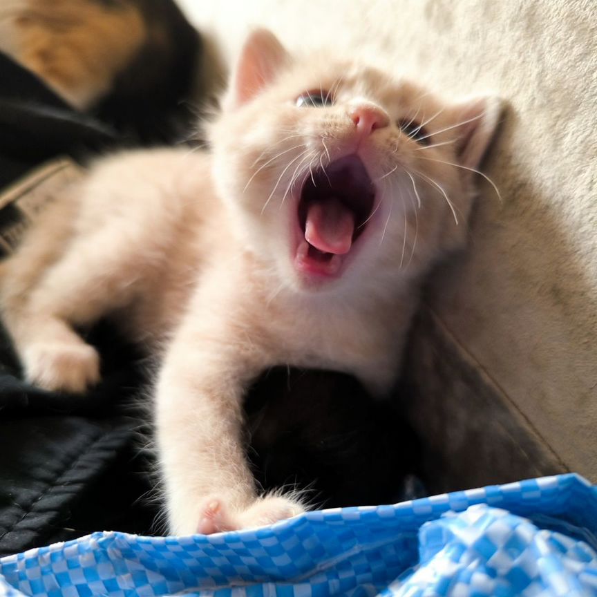 Котята отдам в добрые руки бесплатно