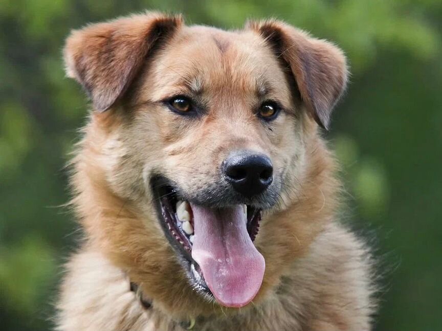 Собака в добрые руки