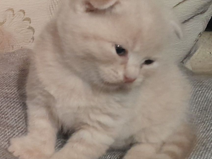Котик