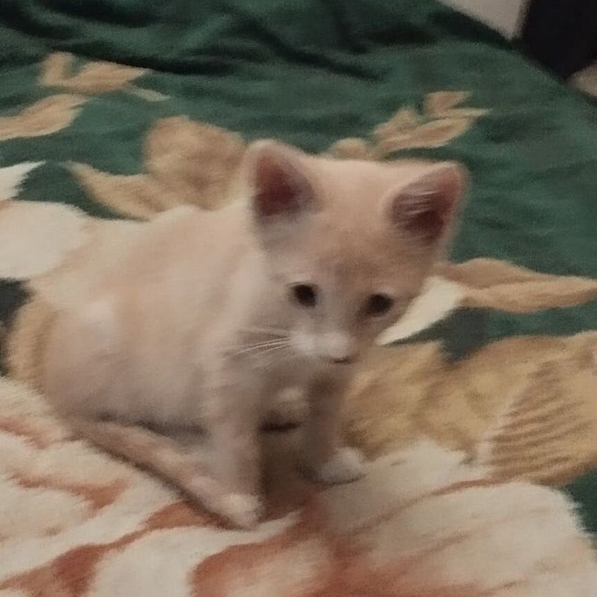 Котик