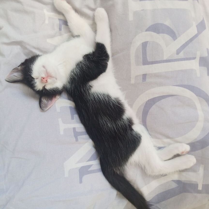 Отдам кошечку в хорошие руки