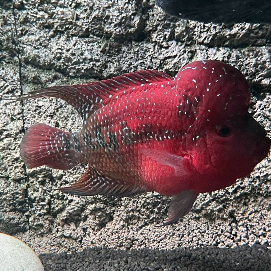 Фловер хорн