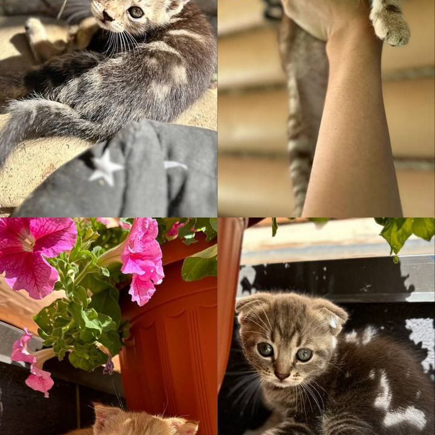 Отдадим котят в добрые руки